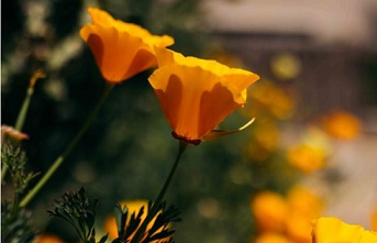 NODO Desierto Vivo realiza inédito diplomado macrozonal “Gestión territorial para el desarrollo ...